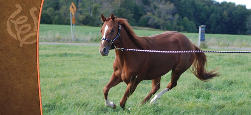 Horse Leads - Lunge Lines - Western Horse Tack - Triple E Mfg & Design